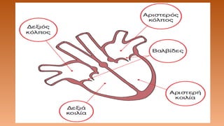 ΤΟ ΚΥΚΛΟΦΟΡΙΚΟ ΣΥΣΤΗΜΑ ΤΟΥ ΑΝΘΡΩΠΟΥ | PPT