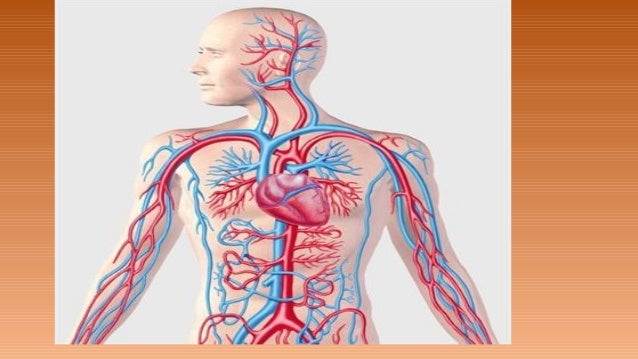 ΤΟ ΚΥΚΛΟΦΟΡΙΚΟ ΣΥΣΤΗΜΑ ΤΟΥ ΑΝΘΡΩΠΟΥ