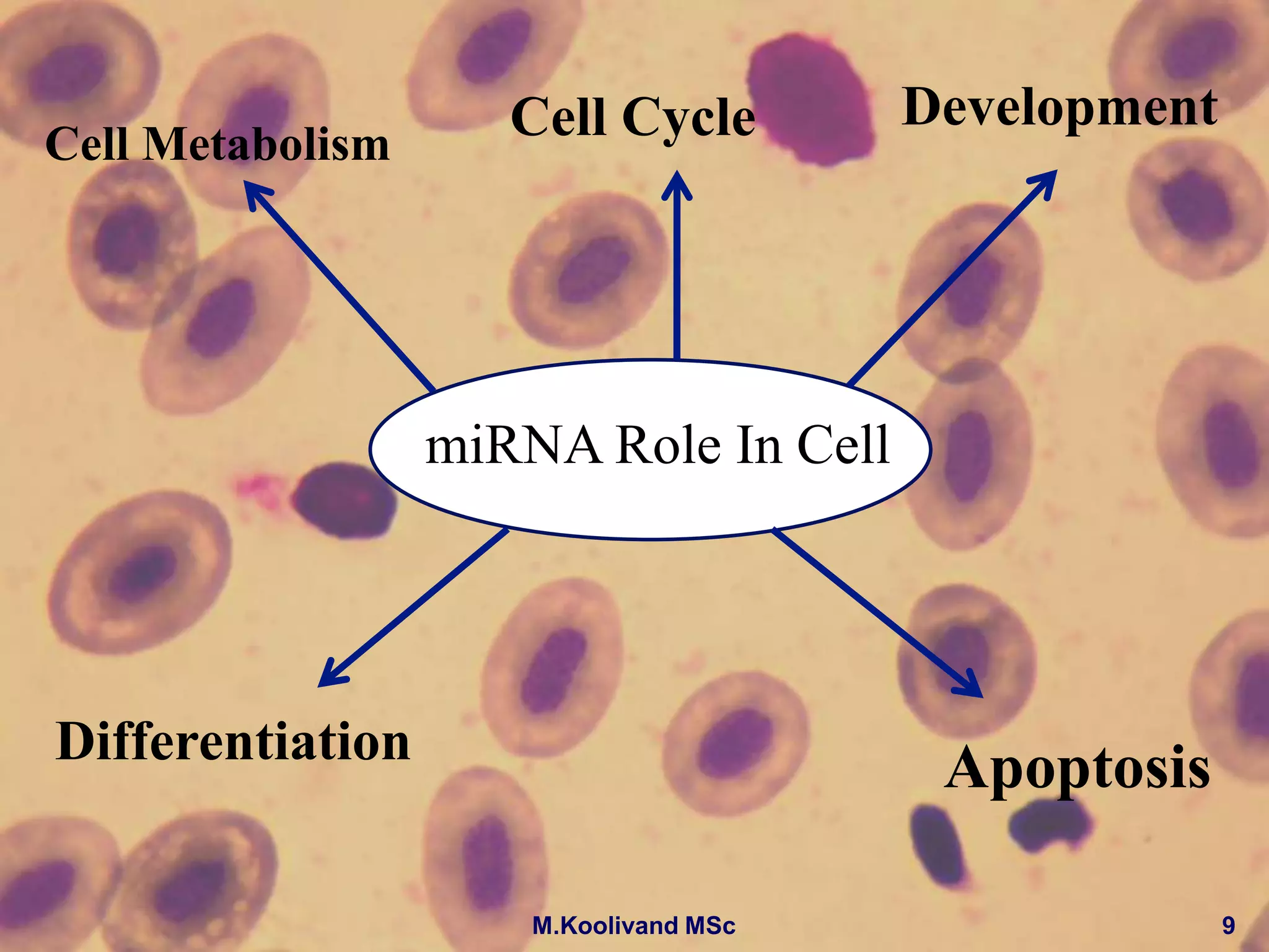 the role of miRNA in cancer | PPTX