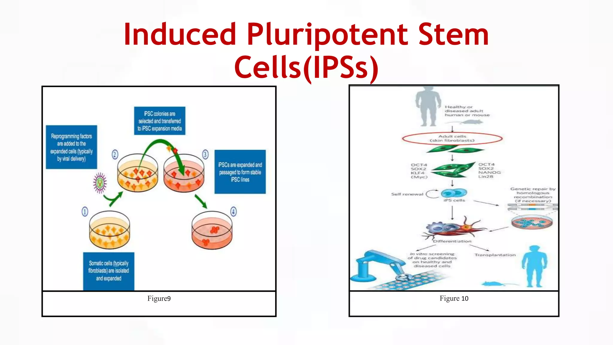 STEM CELL CULTURE | PPTX