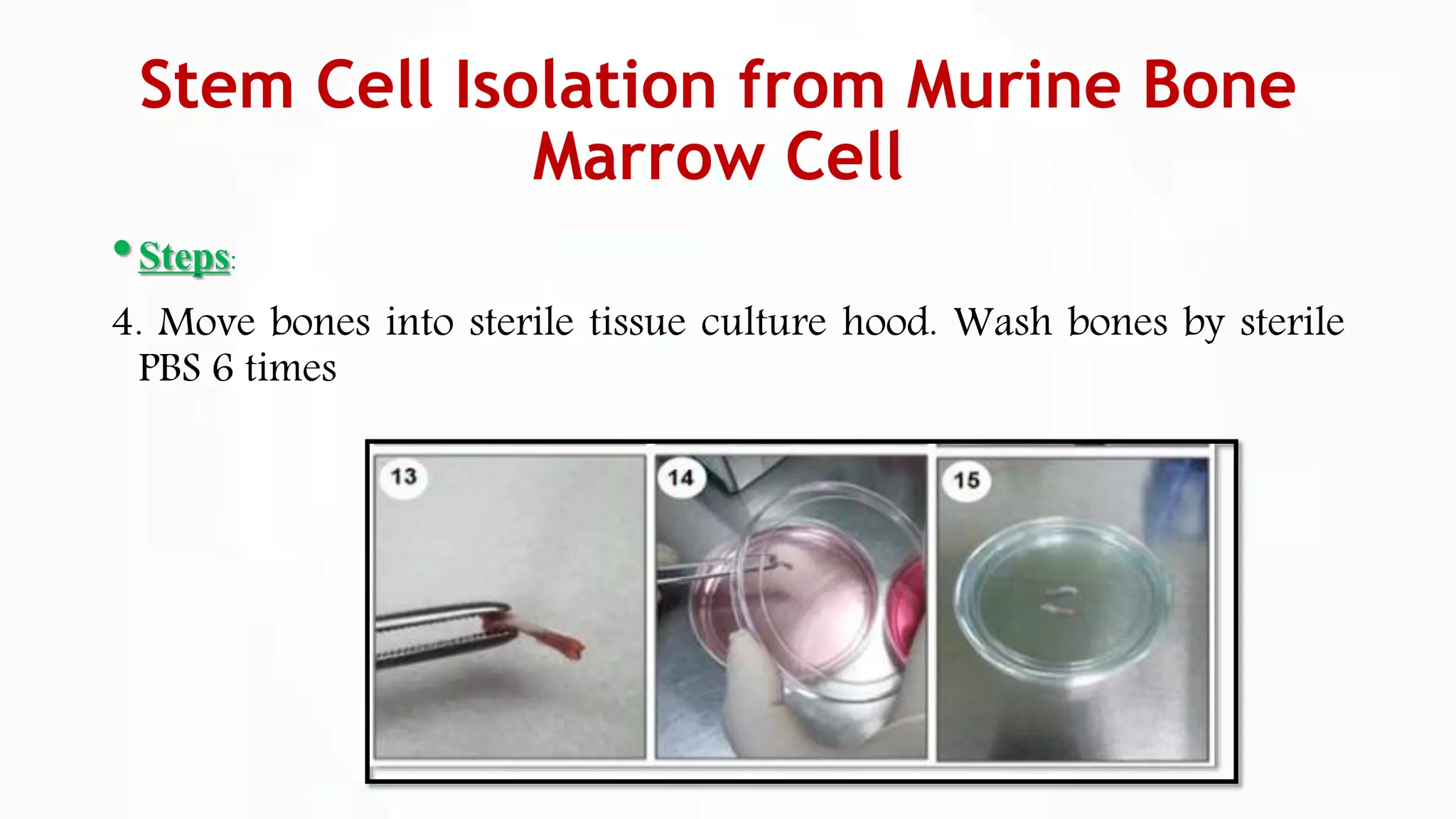 STEM CELL CULTURE | PPTX