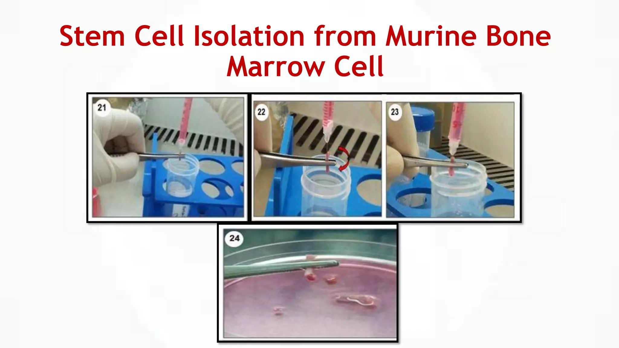 STEM CELL CULTURE | PPTX