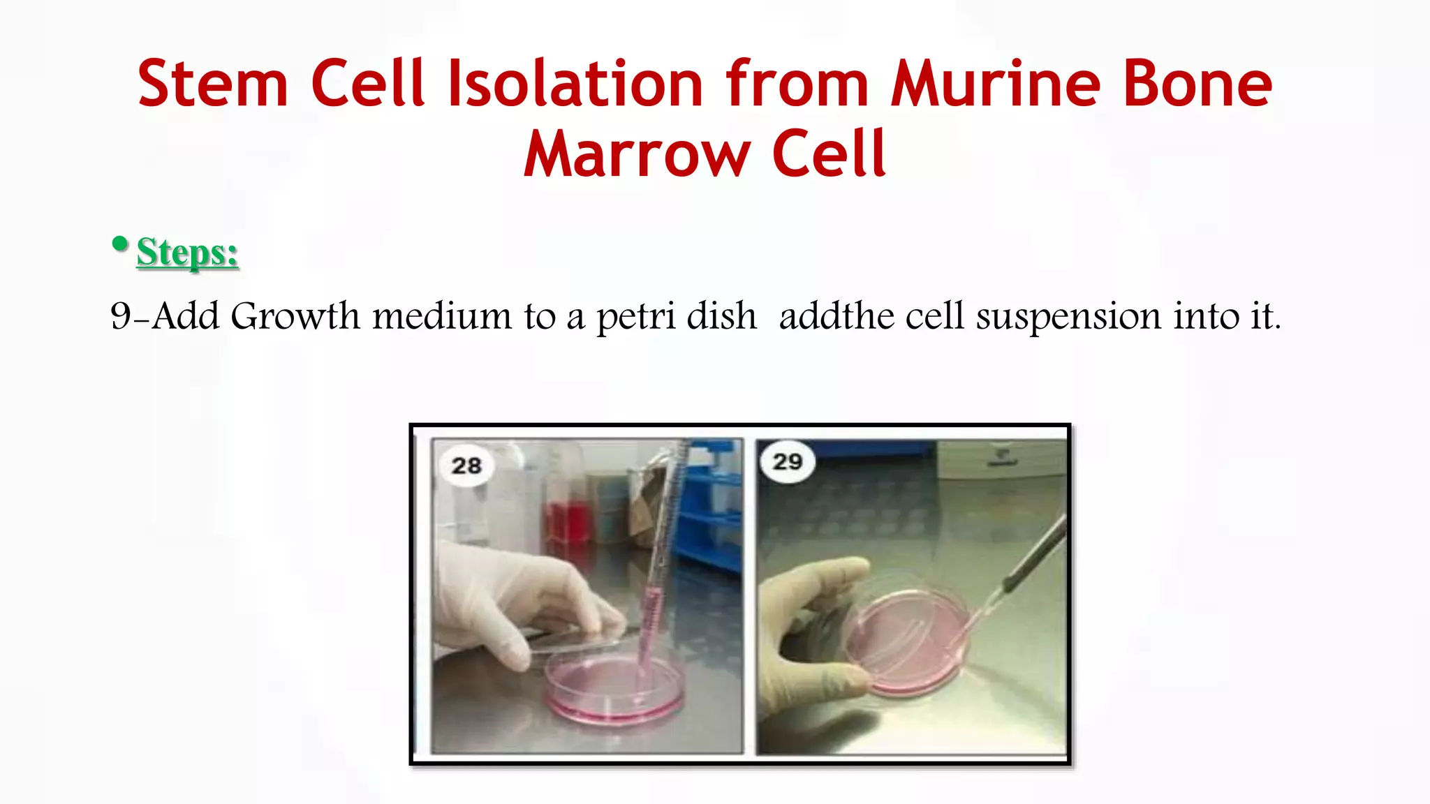 STEM CELL CULTURE | PPTX
