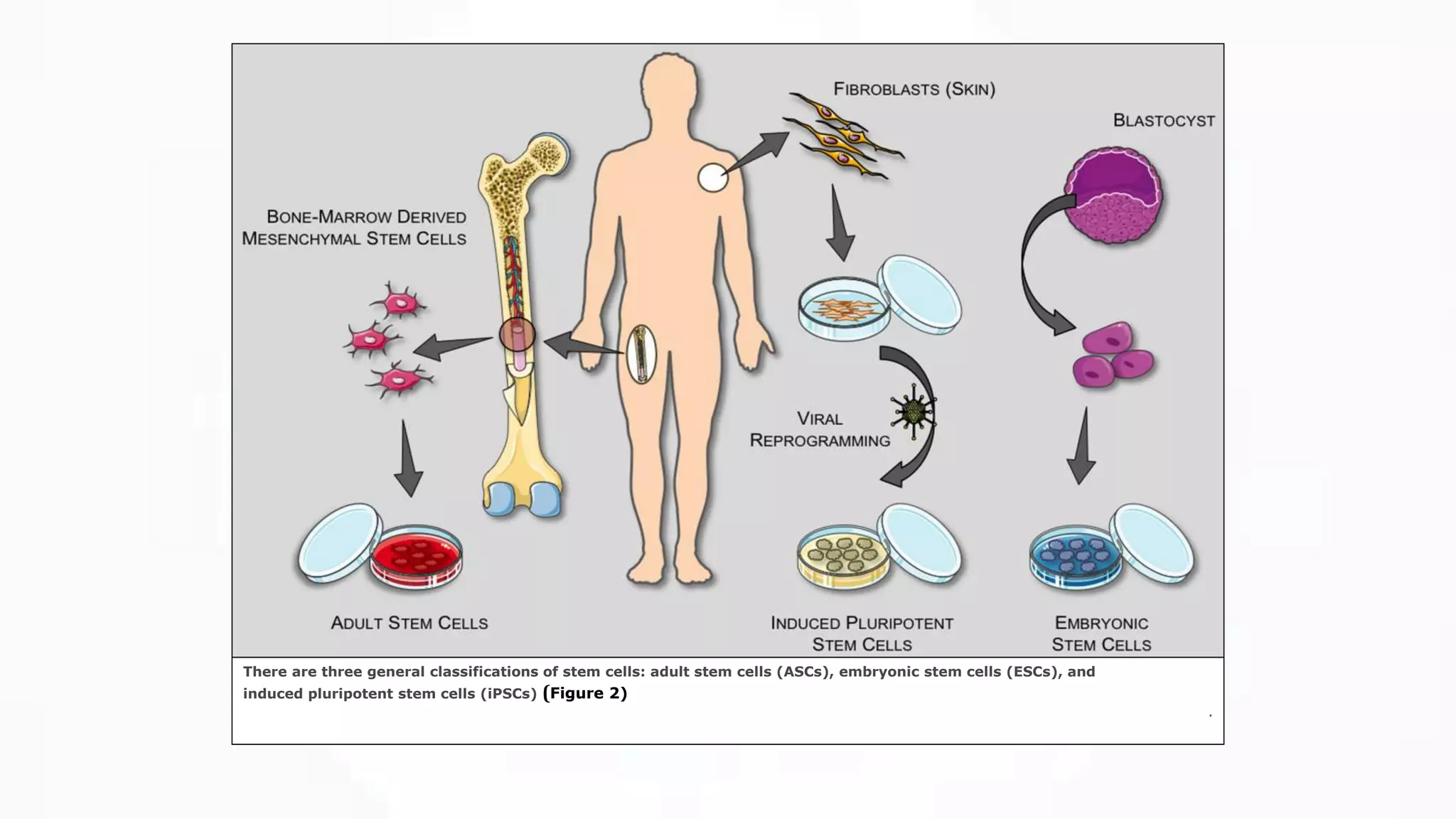 STEM CELL CULTURE | PPTX