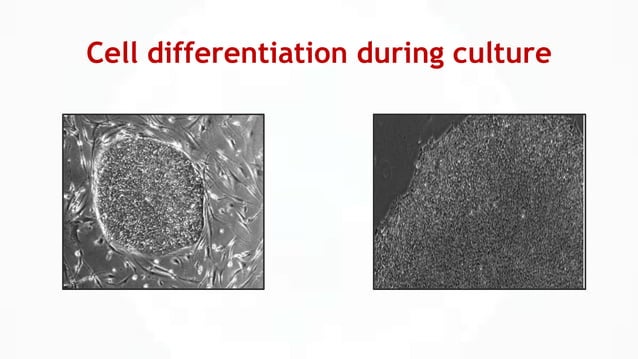 STEM CELL CULTURE | PPTX | Pregnancy | Reproductive Health