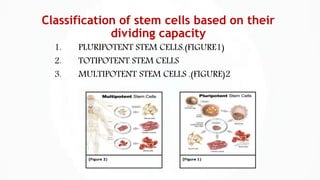 STEM CELL CULTURE | PPTX