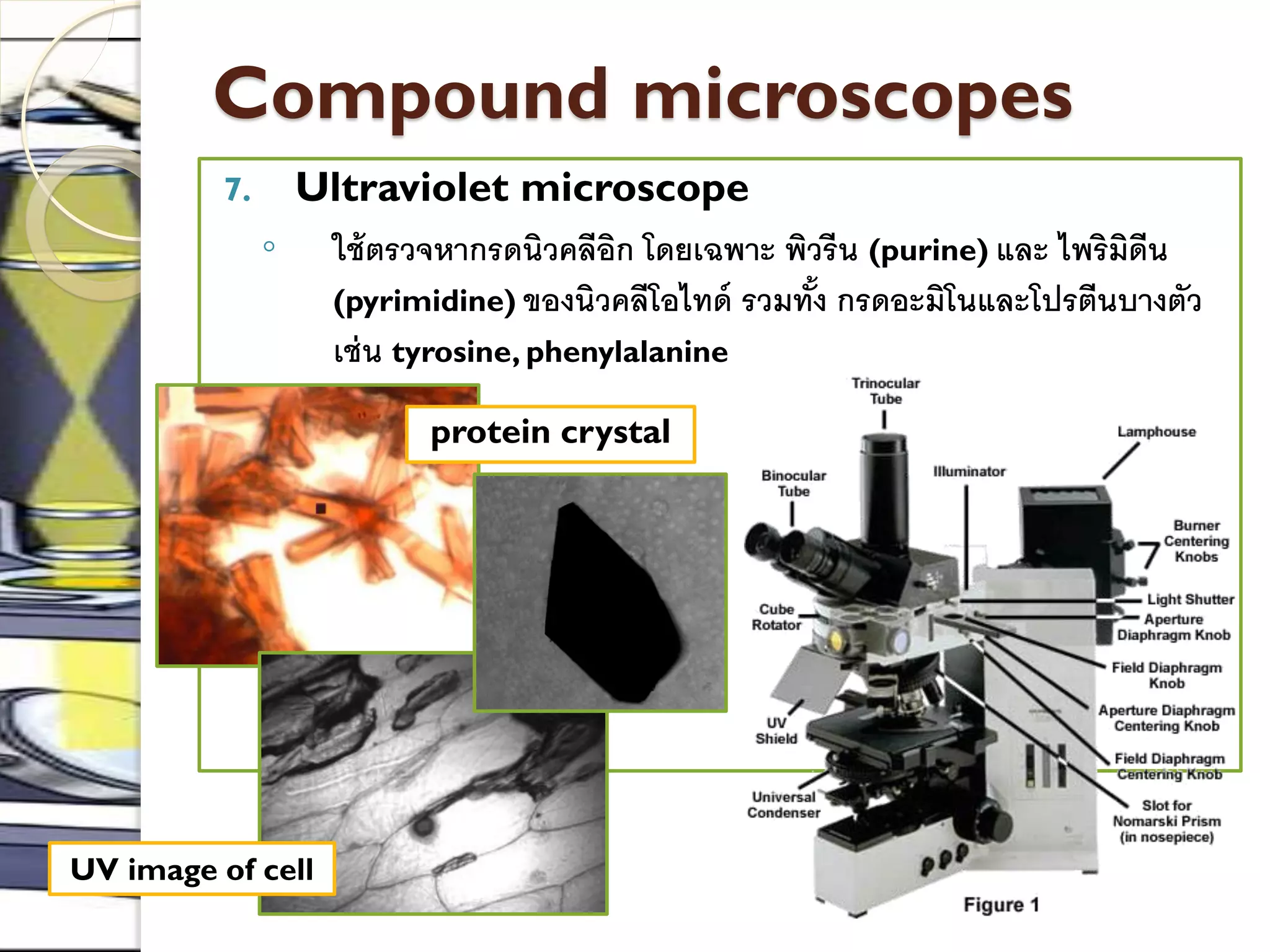 กล้องจุลทรรศน์ | PDF