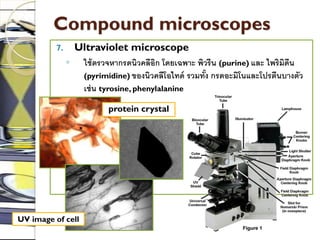 กล้องจุลทรรศน์ | PDF