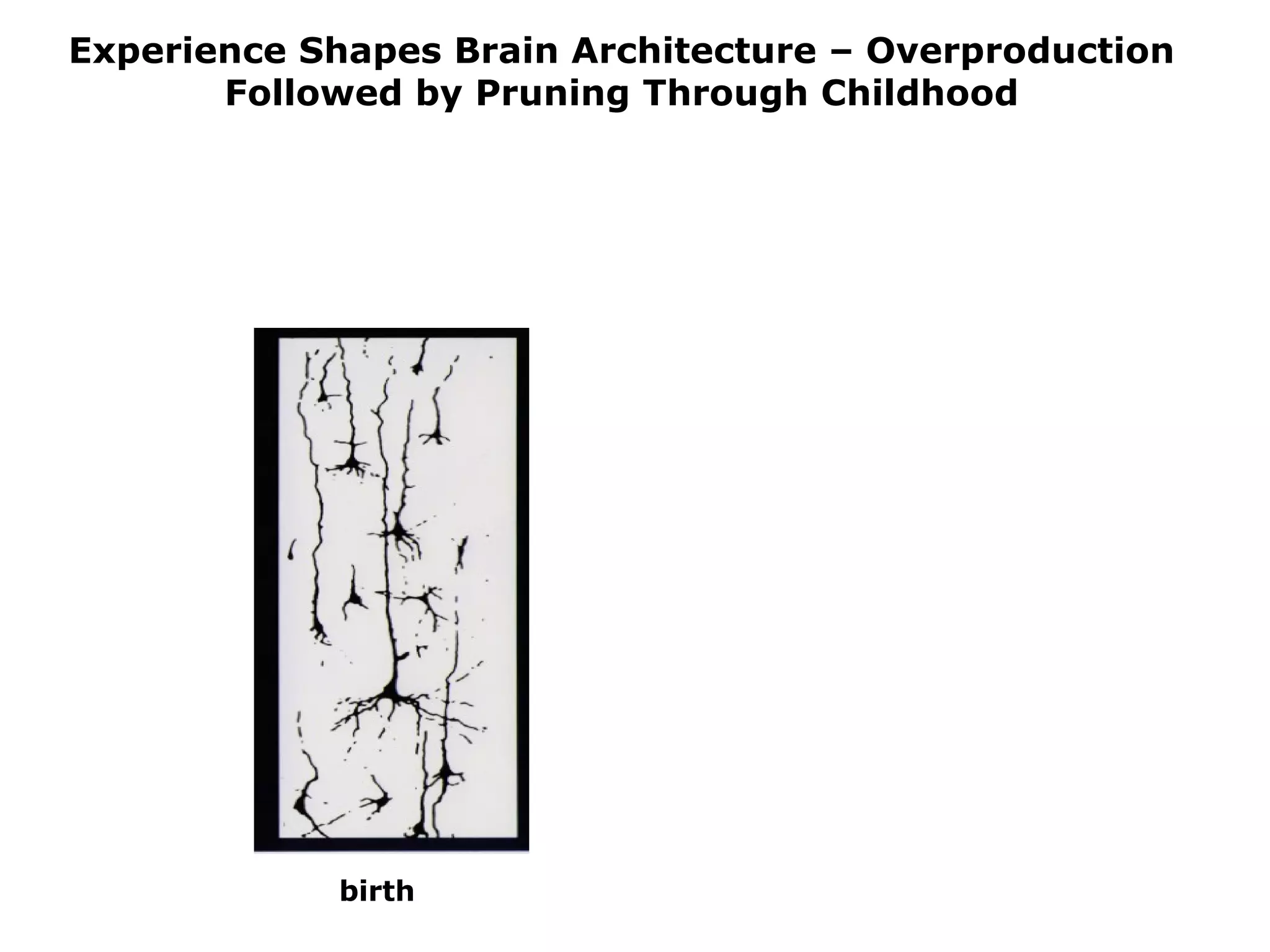 Pat Levitt: Neurodevelopmental Disorder Heterogeneity, Brain ...
