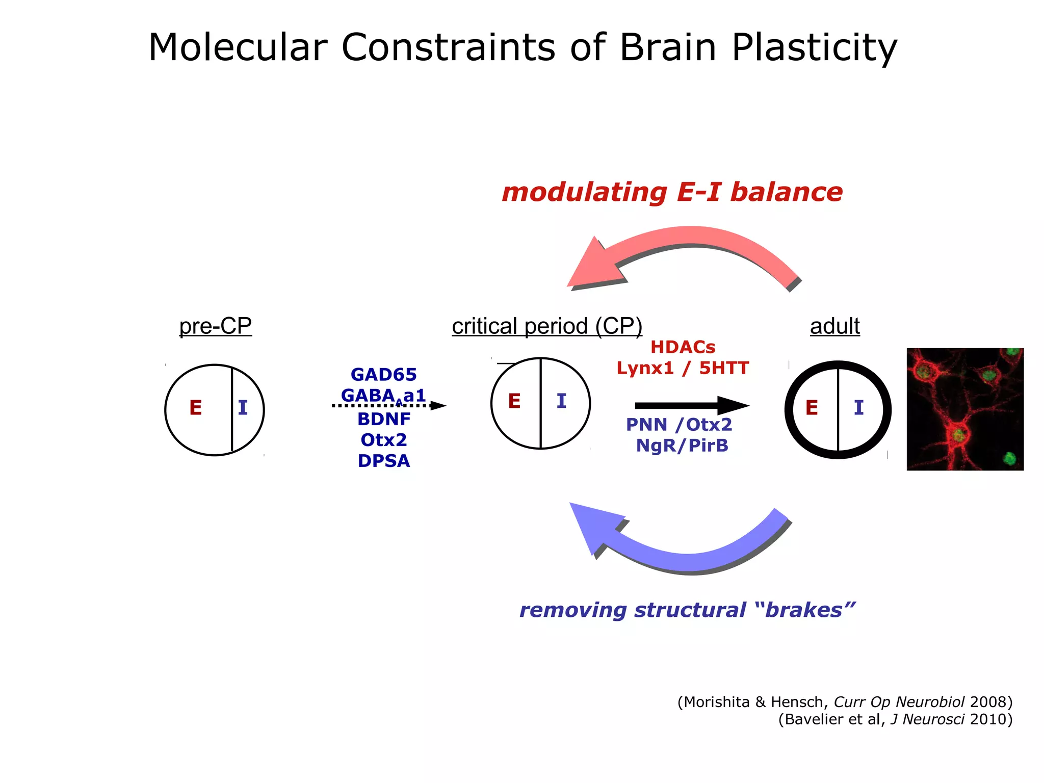 Pat Levitt: Neurodevelopmental Disorder Heterogeneity, Brain ...