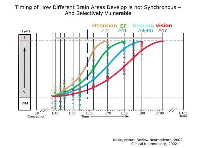 Pat Levitt: Neurodevelopmental Disorder Heterogeneity, Brain ...