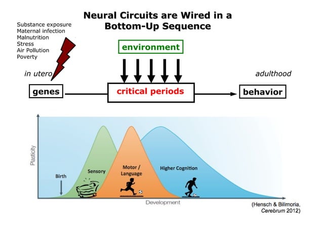 Pat Levitt: Neurodevelopmental Disorder Heterogeneity, Brain ...
