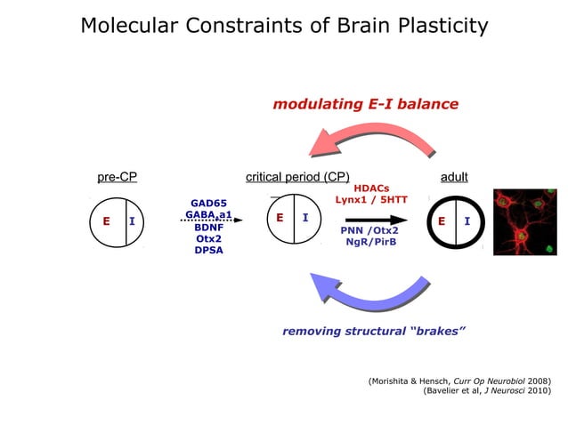 Pat Levitt: Neurodevelopmental Disorder Heterogeneity, Brain ...