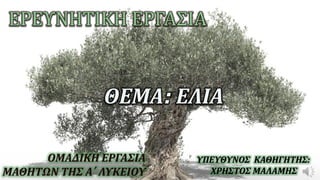 Ελιά 2015-16 | PPT