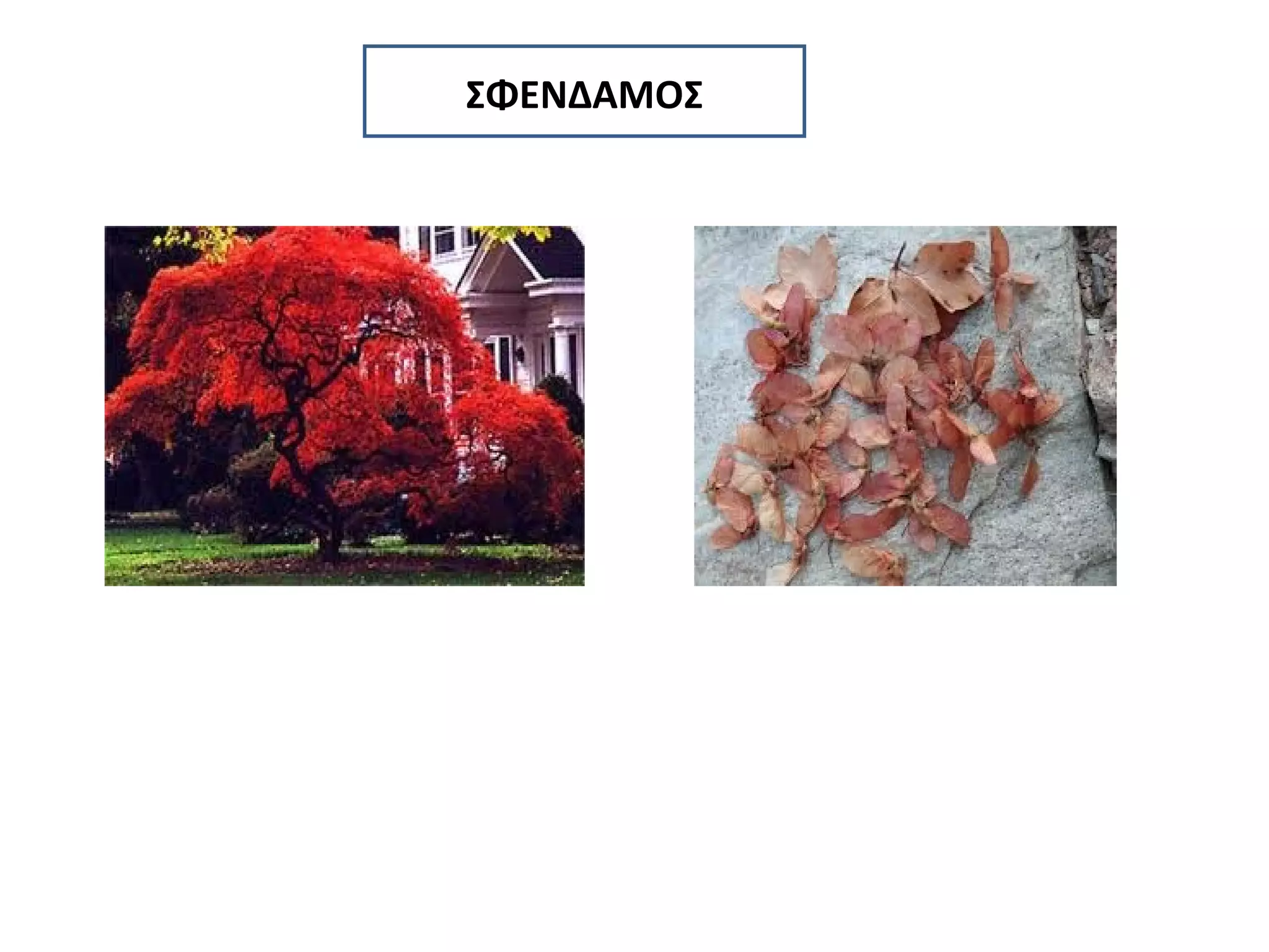 φυλλοβολλα | PPT