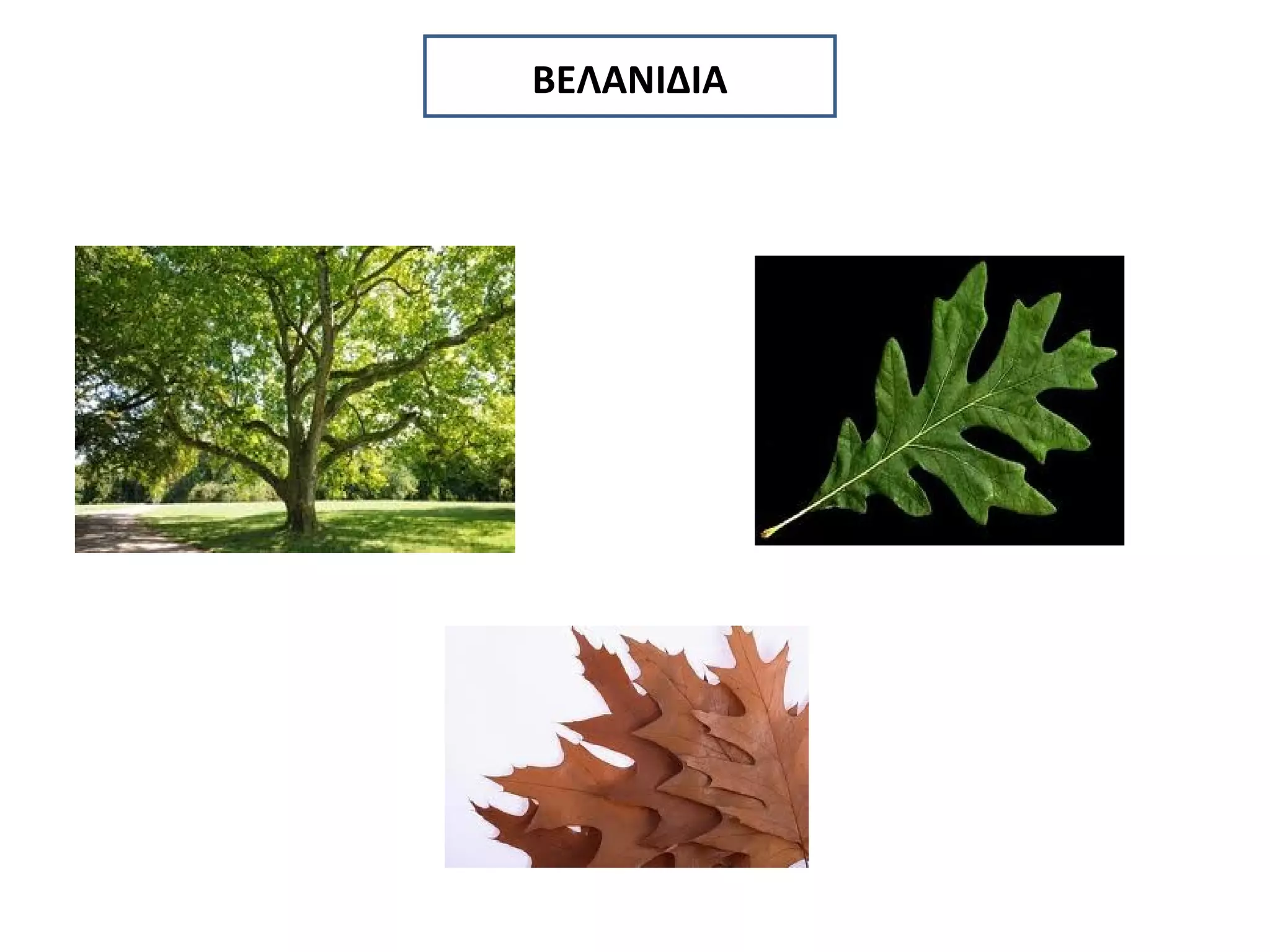 φυλλοβολλα | PPT