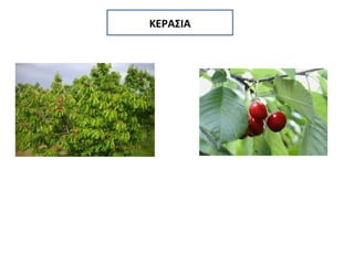 φυλλοβολλα | PPT