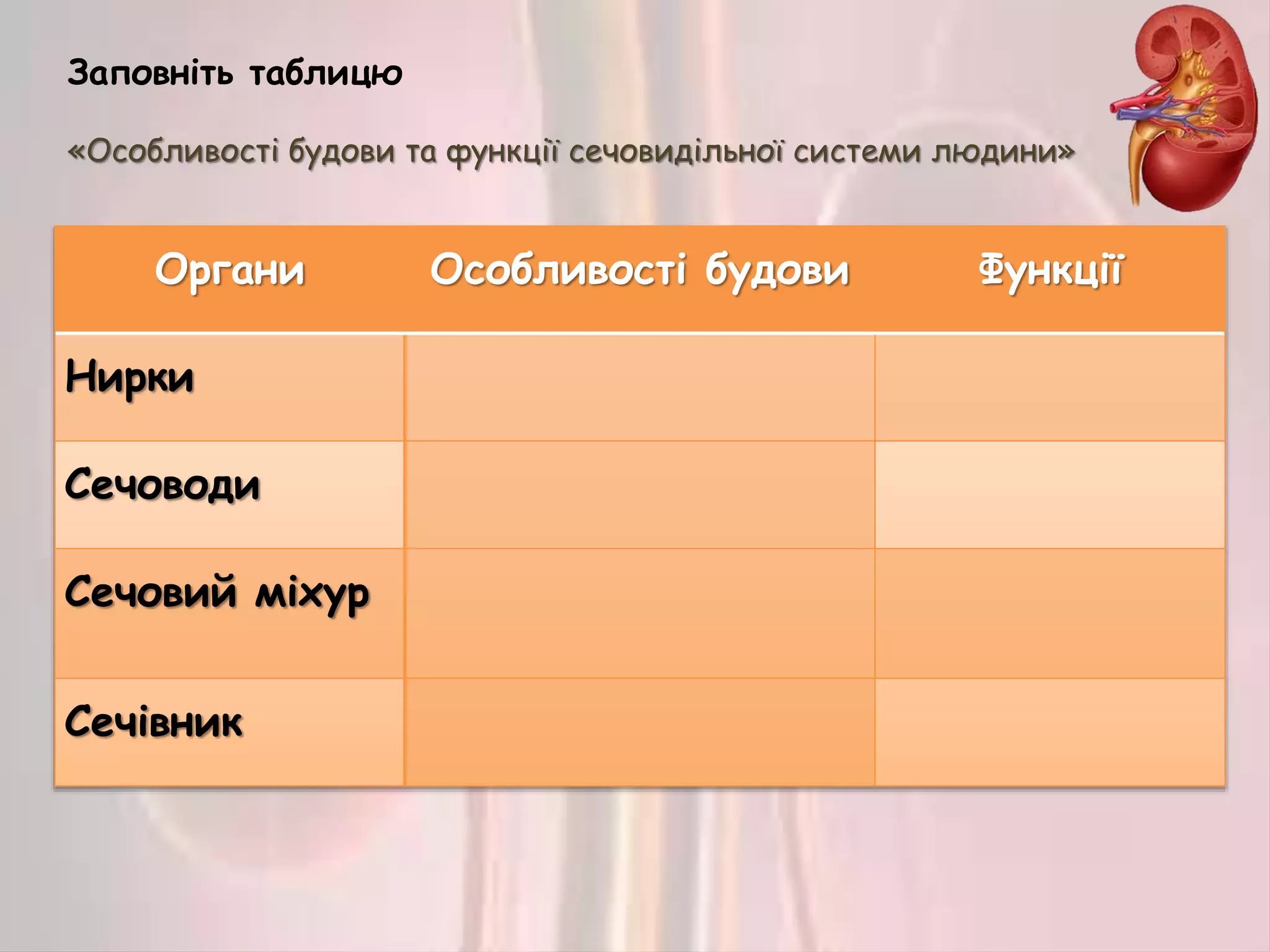 Будова та функції сечовидільної системи Ppt