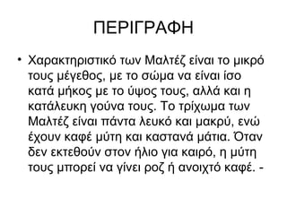 Μαλτέζ | PPT