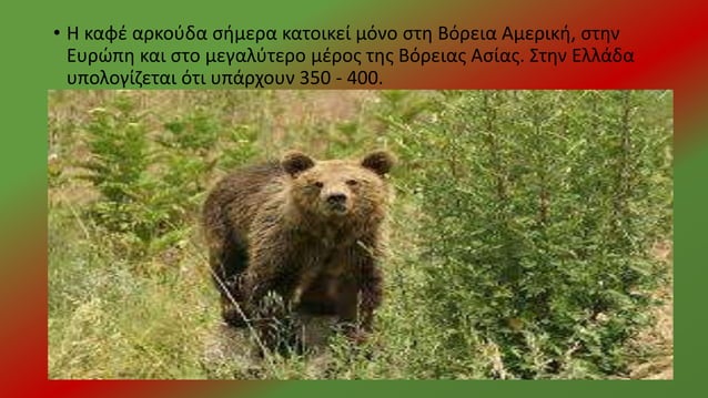 η καφε αρκουδα | PPT