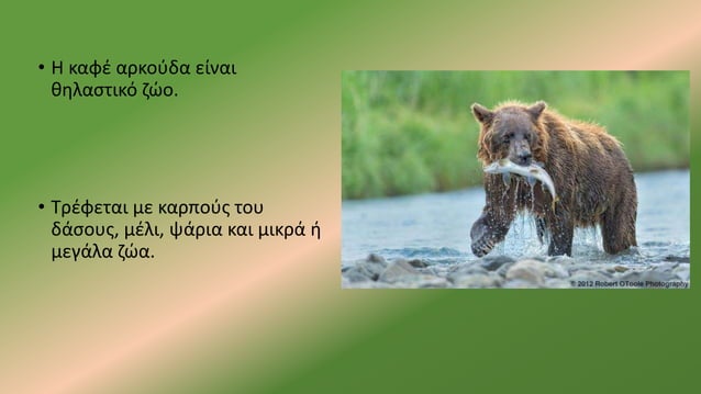 η καφε αρκουδα | PPT
