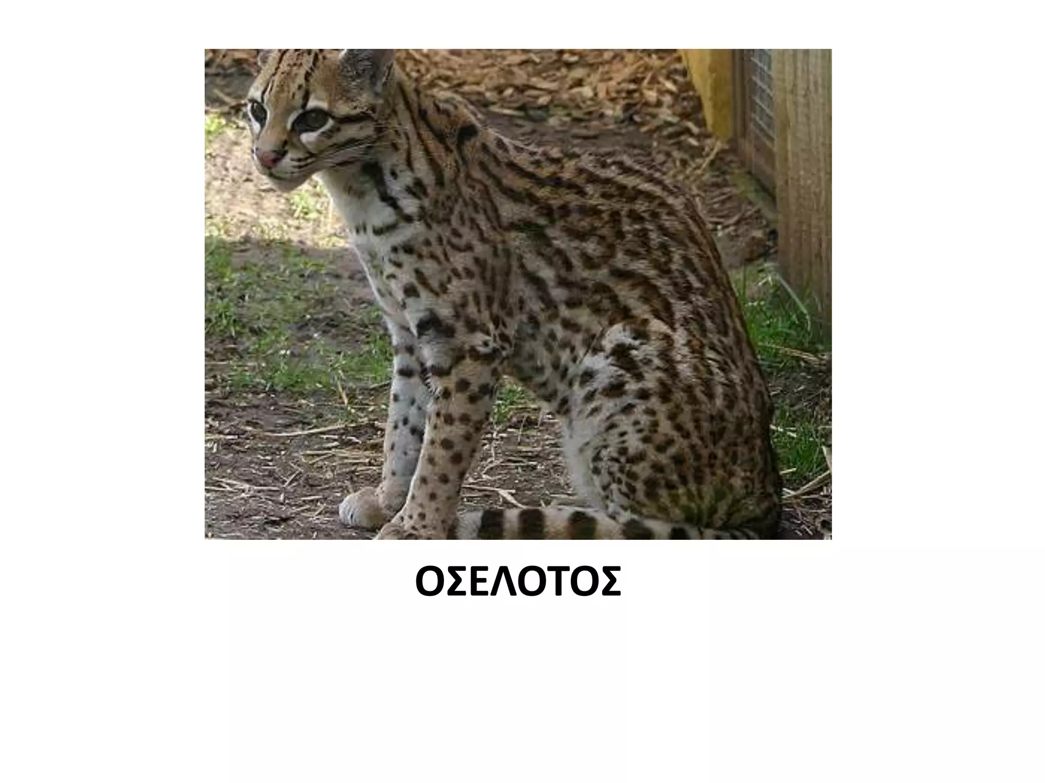 χλωριδα και πανιδα της αμερικης | PPTX