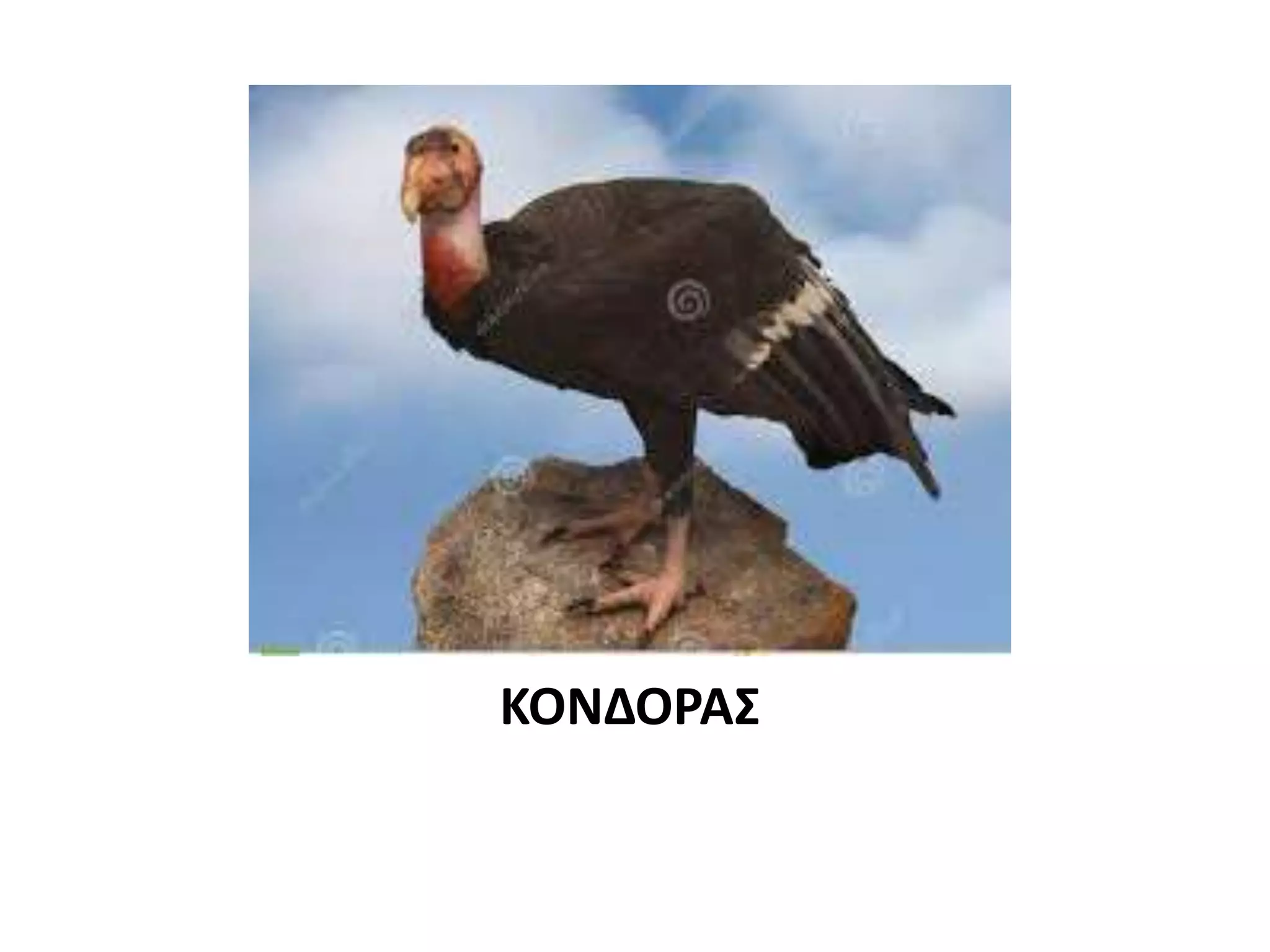 χλωριδα και πανιδα της αμερικης | PPTX