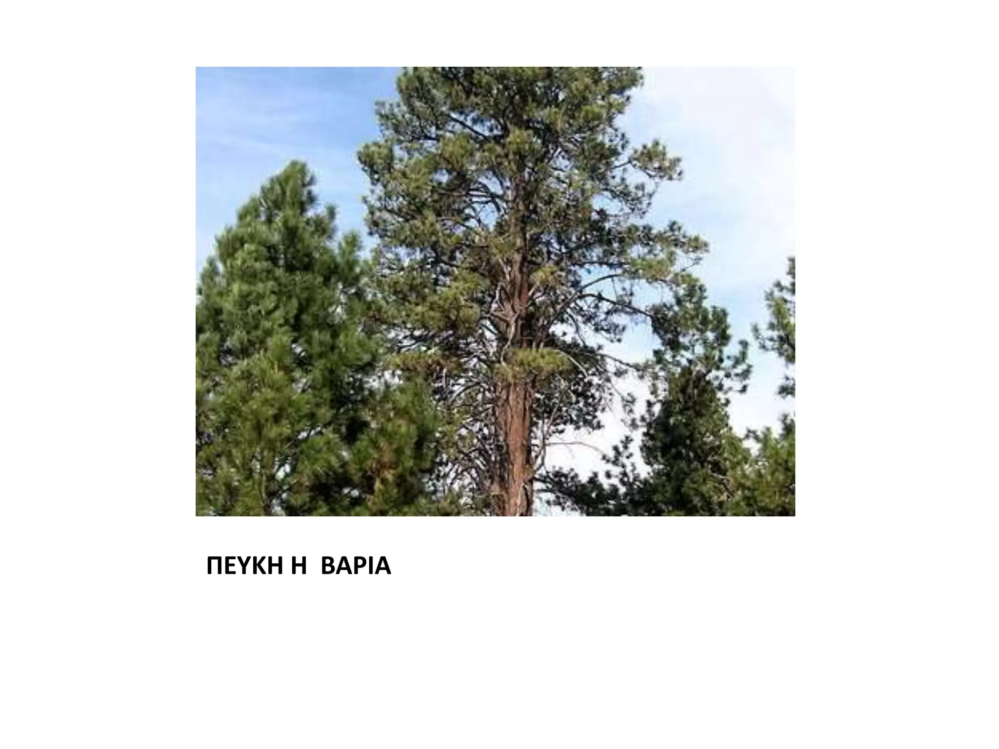 χλωριδα και πανιδα της αμερικης | PPTX