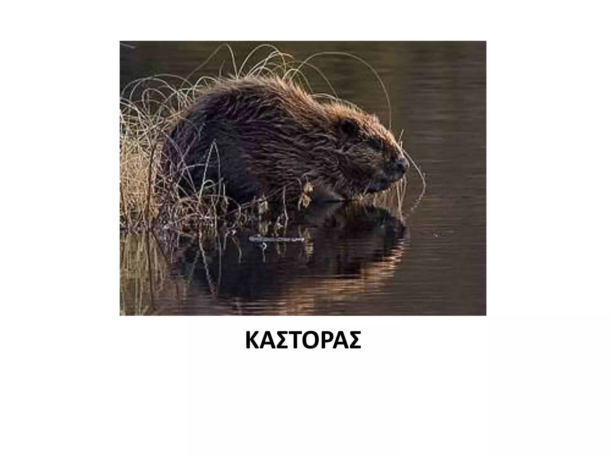 χλωριδα και πανιδα της αμερικης | PPTX
