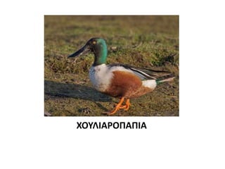 χλωριδα και πανιδα της αμερικης | PPTX