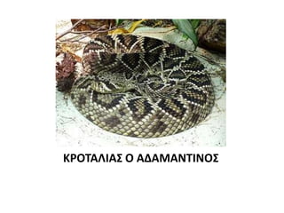 χλωριδα και πανιδα της αμερικης | PPTX