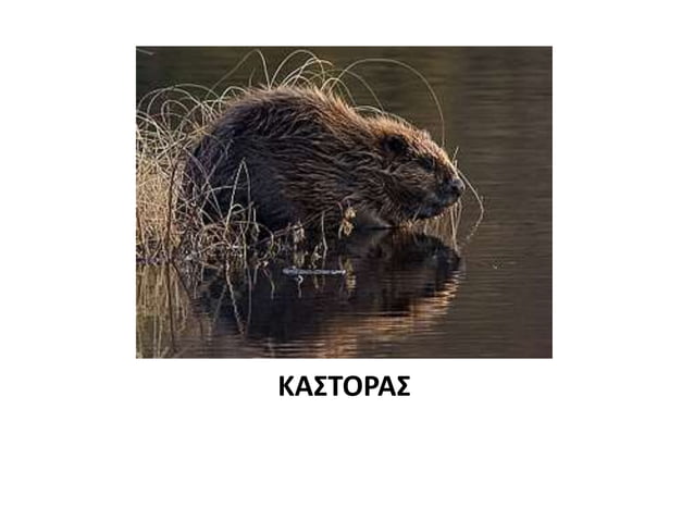 χλωριδα και πανιδα της αμερικης | PPTX