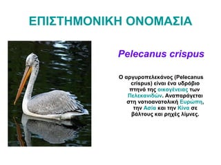Αργυροπελεκάνος | PPT