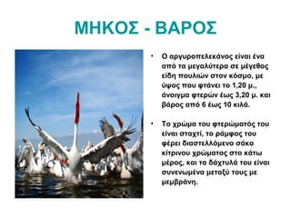 Αργυροπελεκάνος | PPT