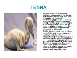 Αργυροπελεκάνος | PPT