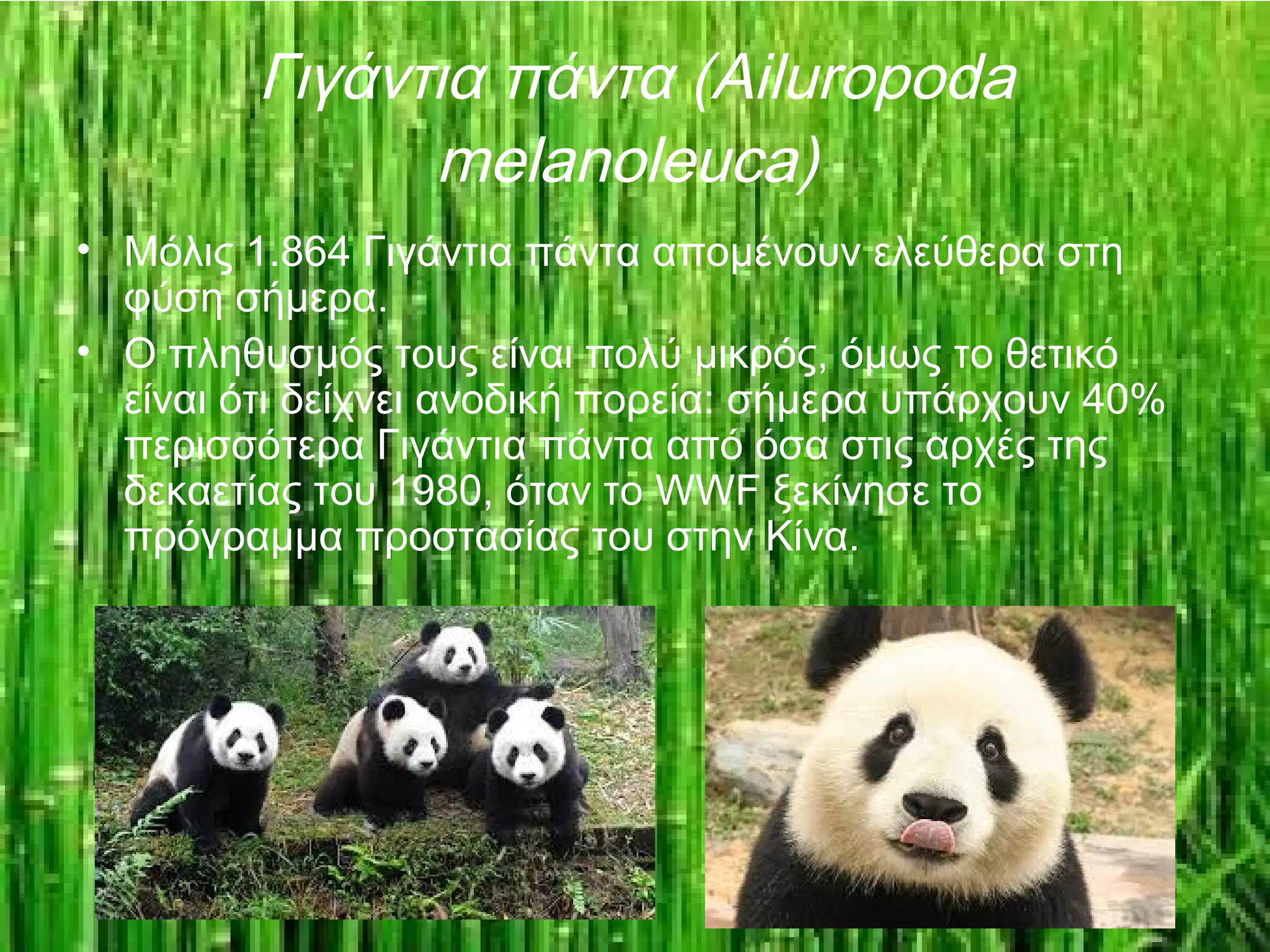 Γιγάντιο πάντα | PPT