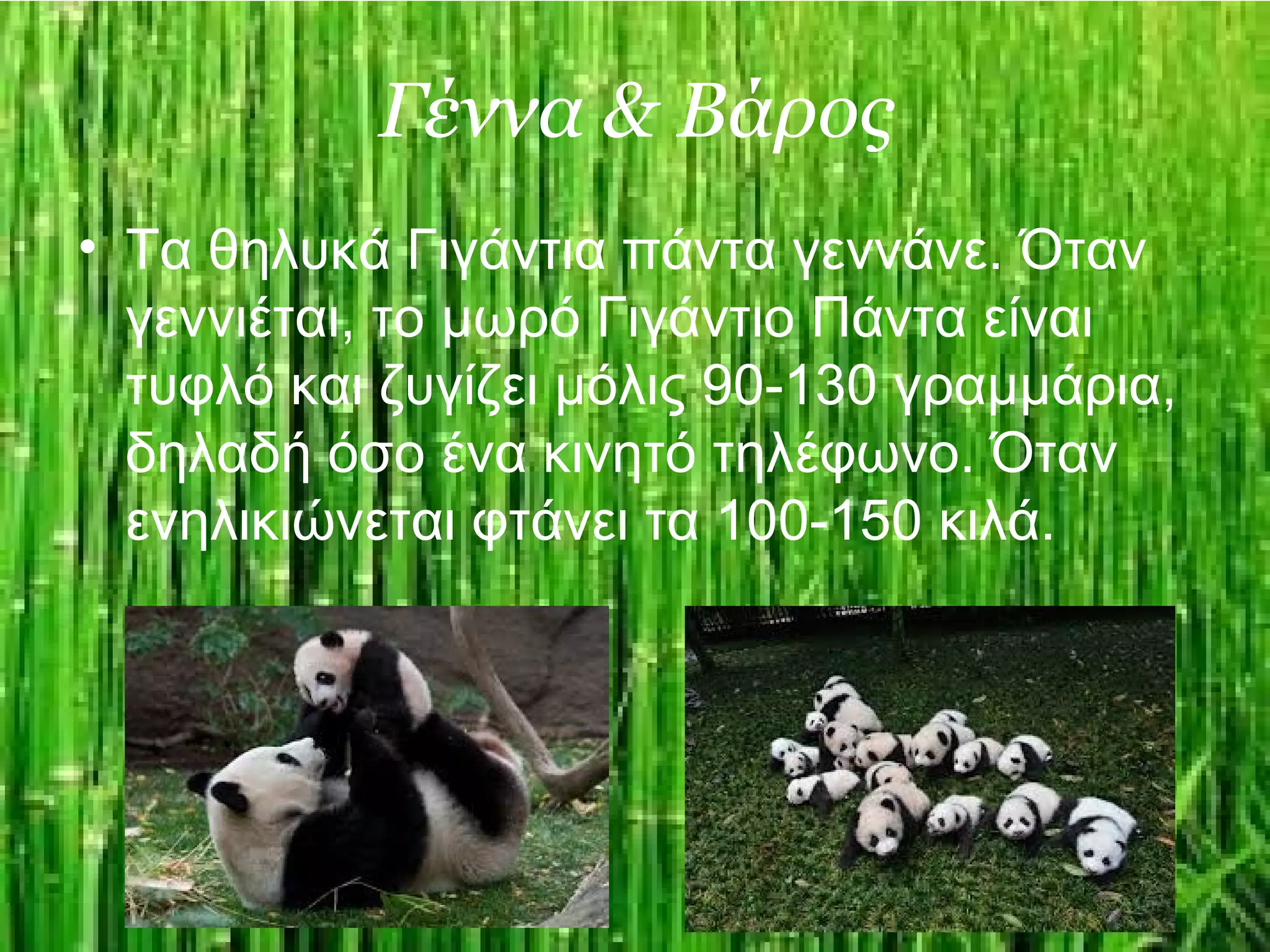 Γιγάντιο πάντα | PPT
