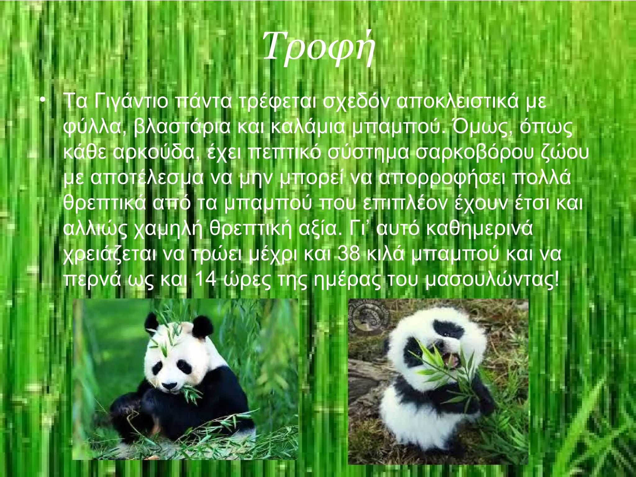 Γιγάντιο πάντα | PPT