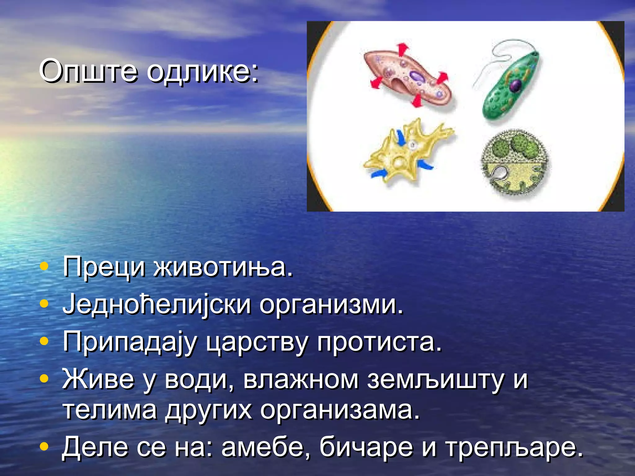 праживотиње | PPT