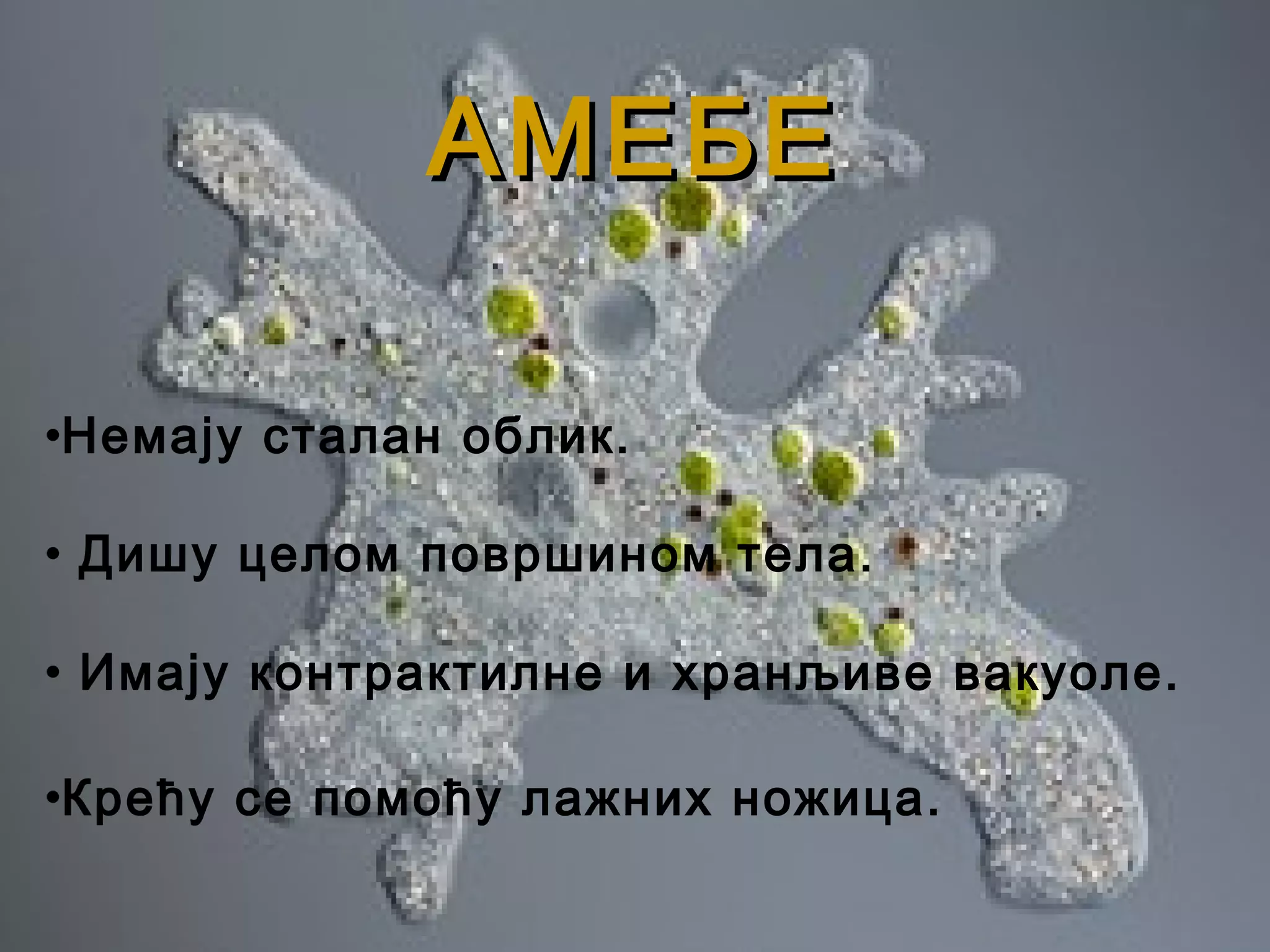 праживотиње | PPT