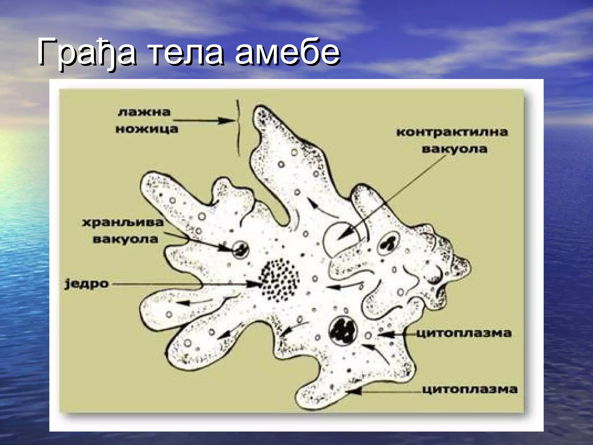 праживотиње | PPT