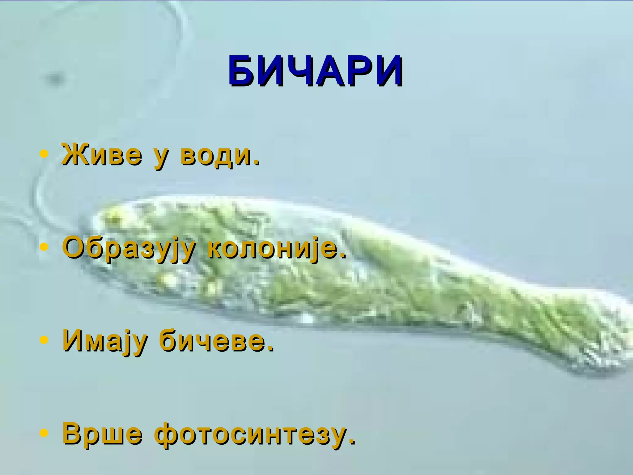 праживотиње | PPT