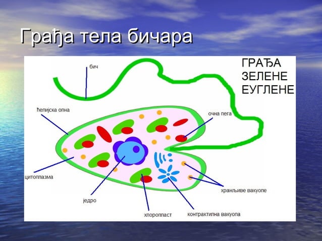 праживотиње | PPT