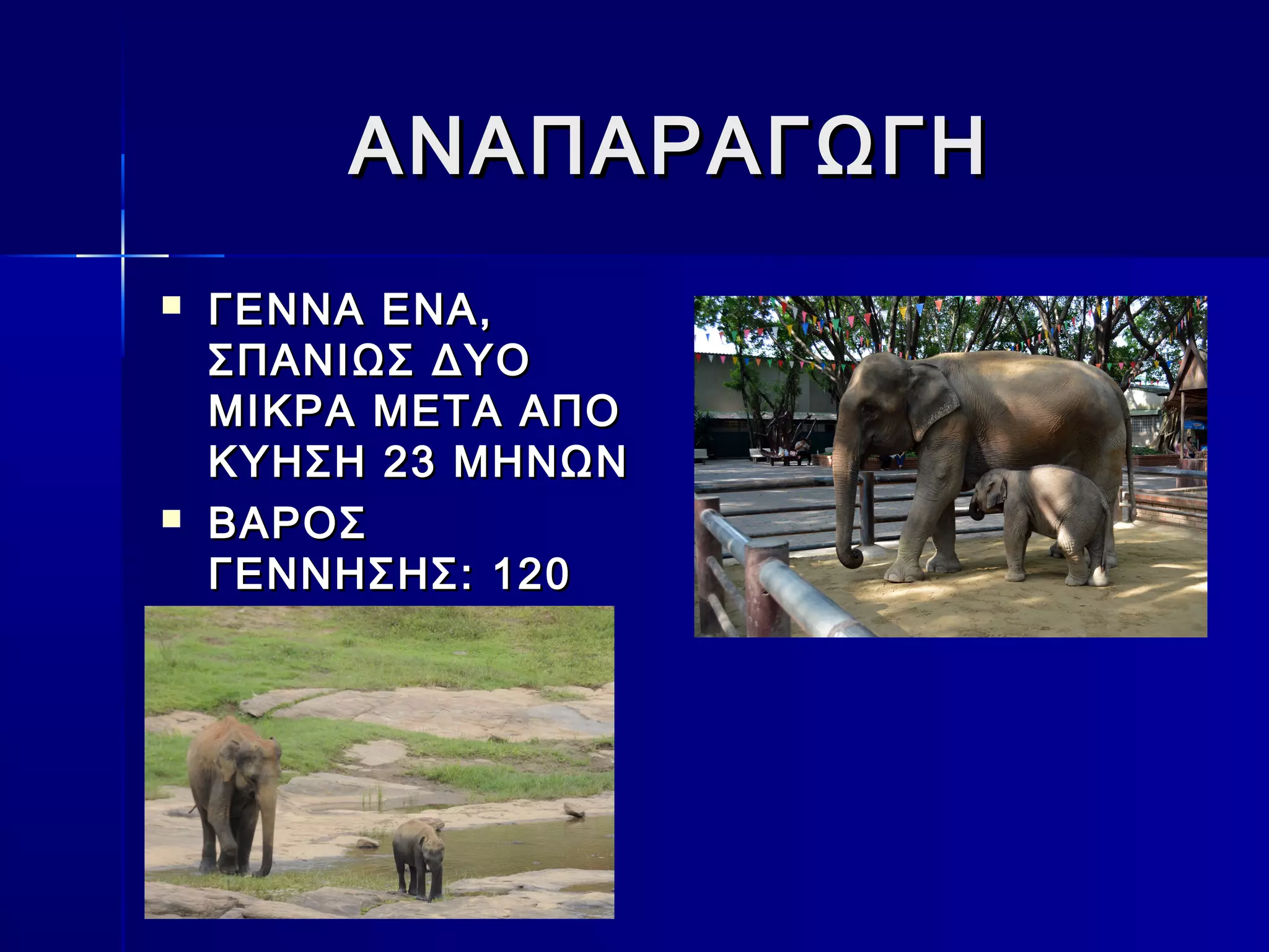 ελεφαντας | PPT
