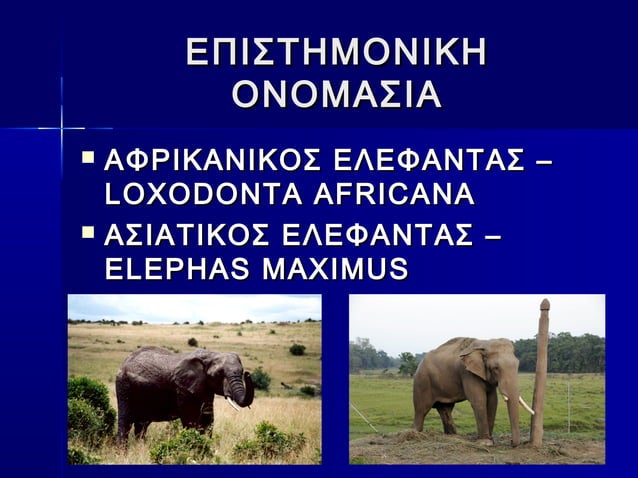 ελεφαντας | PPT