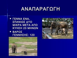 ελεφαντας | PPT