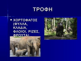 ελεφαντας | PPT