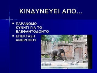 ελεφαντας | PPT