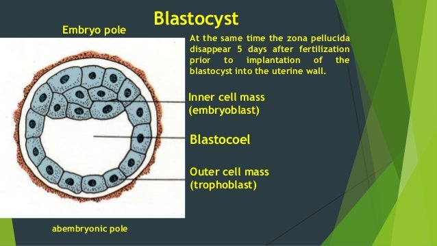 Menstruation cycle and 1st week | DentMistry