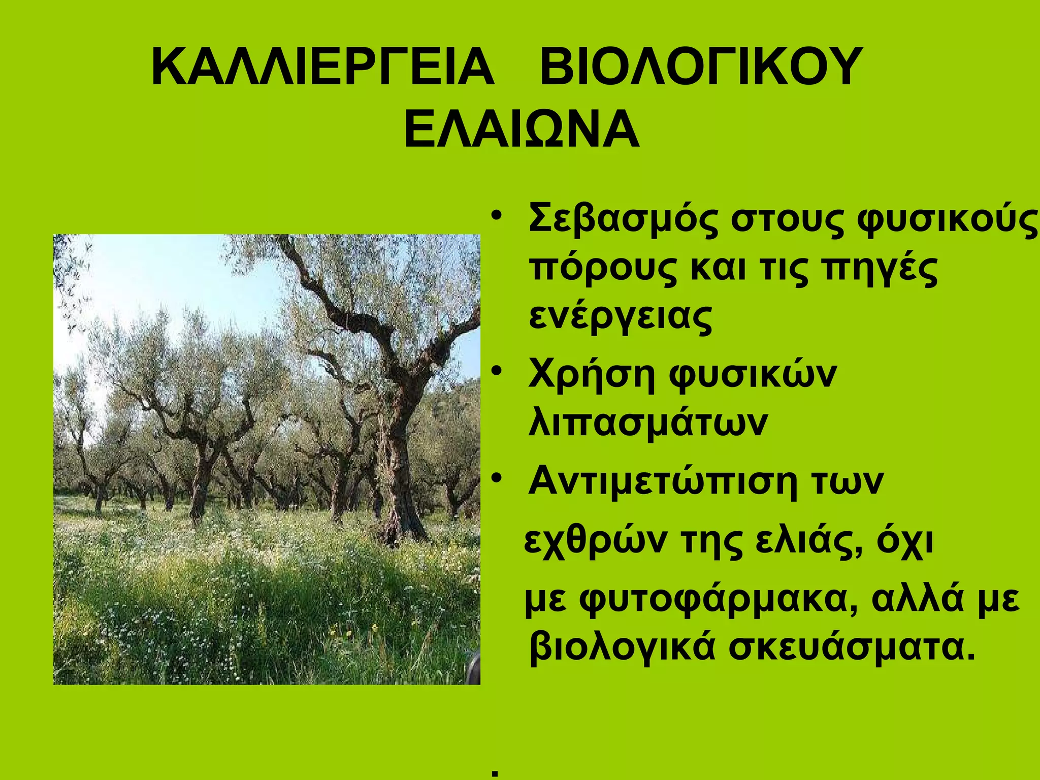 Ελιά ένα δέντρο πλούτου και πολιτισμού | PPT